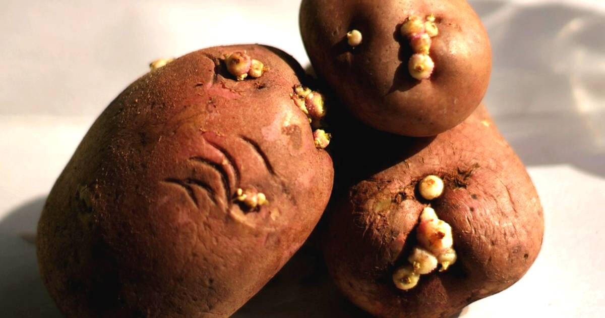 How To Grow Potatoes In Containers - Modern Self Sufficient
